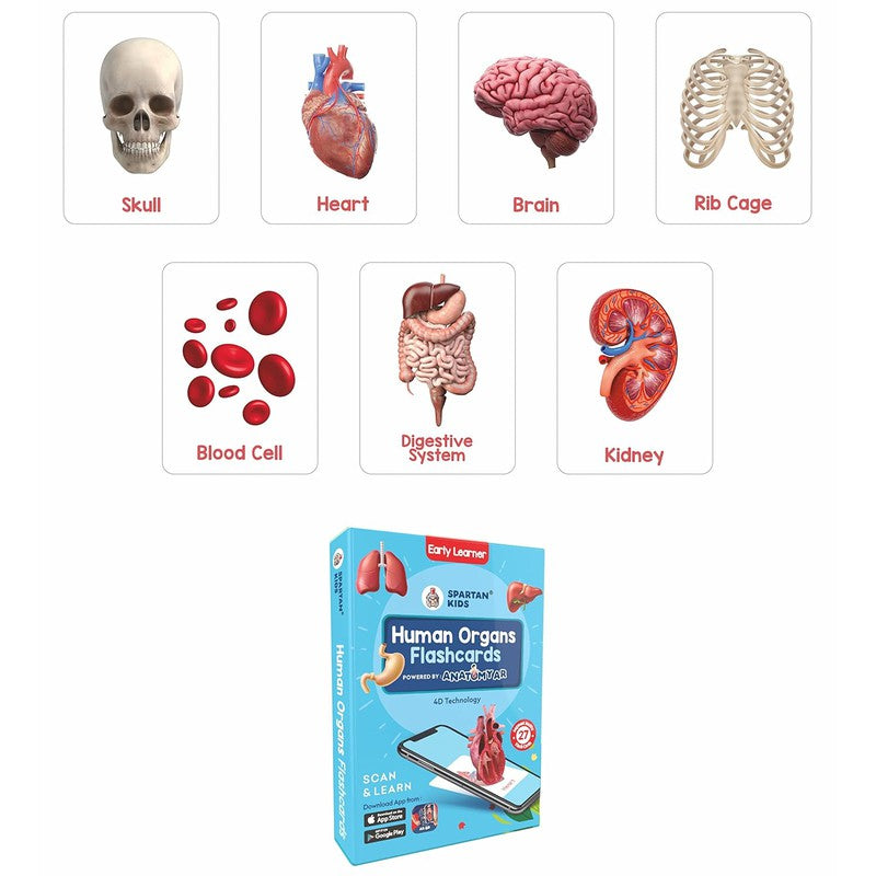 Buy Human Organs Flash Cards (6-8 Years) on Snooplay India