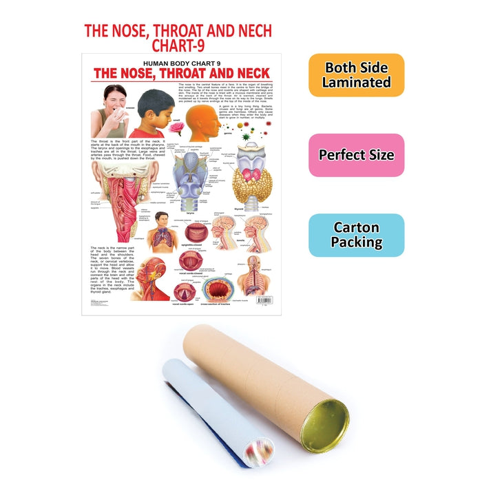 Buy The Nose, Throat & Neck Chart (12 Years till Grown Ups) on Snooplay ...