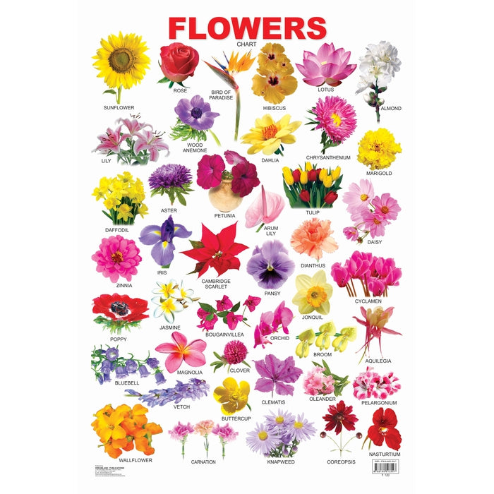 Buy Flower Chart (2-5 Years) on Snooplay India