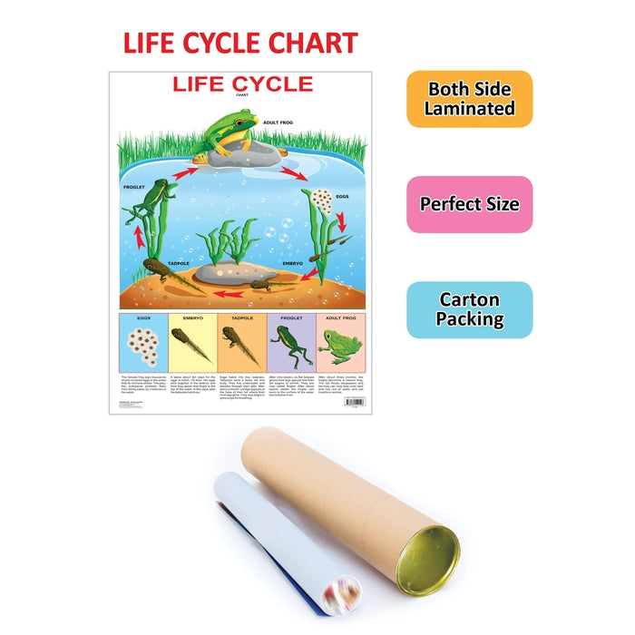Buy Life Cycle Wall Chart (3-10 Years) on Snooplay India